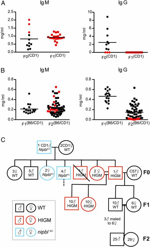 A Novel Mouse Model for the Hyper-IgM Syndrome: A Spontaneous ...