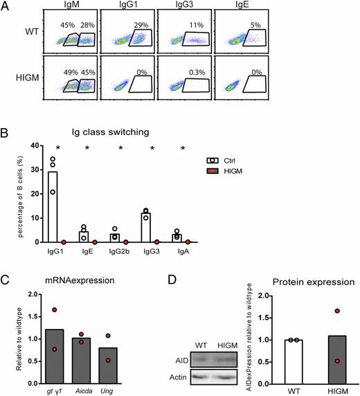 A Novel Mouse Model for the Hyper-IgM Syndrome: A Spontaneous ...
