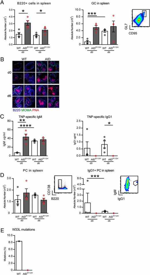 A Novel Mouse Model for the Hyper-IgM Syndrome: A Spontaneous ...