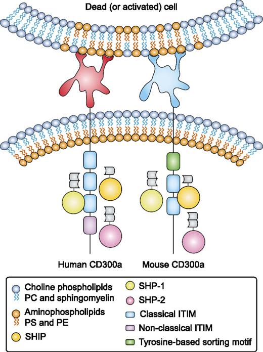 The Biology and Disease Relevance of CD300a, an Inhibitory Receptor for ...