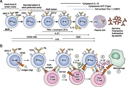B10 Cells A Functionally Defined Regulatory B Cell Subset The