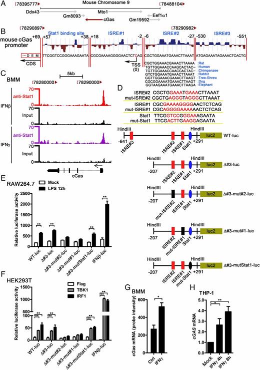 Positive Feedback Regulation of Type I IFN Production by the IFN ...