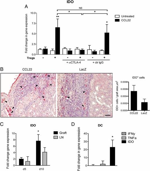 Cellular Mechanisms of CCL22-Mediated Attenuation of Autoimmune ...