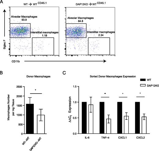 DAP12 Expression in Lung Macrophages Mediates Ischemia/Reperfusion ...