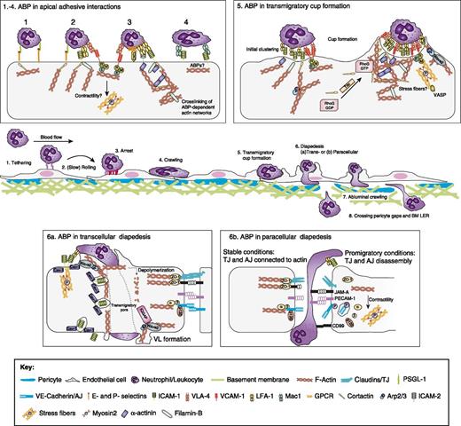 Endothelial Actin Binding Proteins And Actin Dynamics In Leukocyte