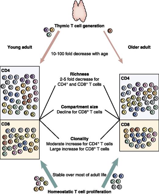 Naive T Cell Maintenance and Function in Human Aging | The Journal of ...