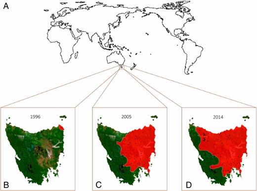 Immunology of a Transmissible Cancer Spreading among Tasmanian Devils ...