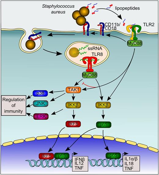 TLR8 Senses Staphylococcus aureus RNA in Human Primary Monocytes and ...