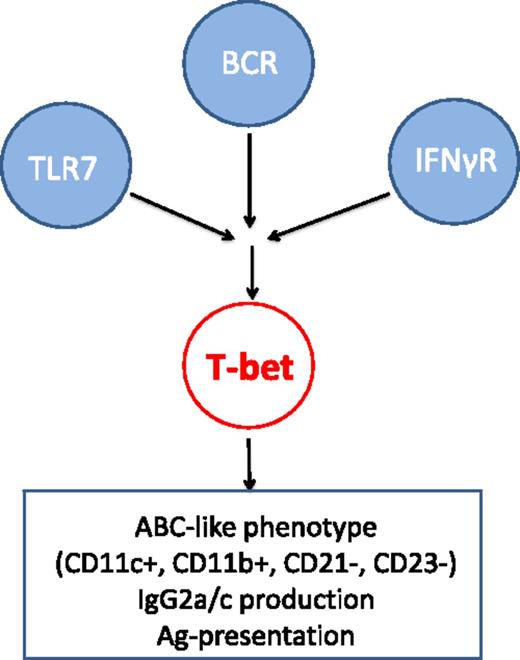Age-Associated B Cells: A T-bet–Dependent Effector with Roles in ...