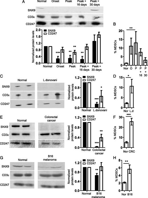 Impaired SNX9 Expression in Immune Cells during Chronic Inflammation ...