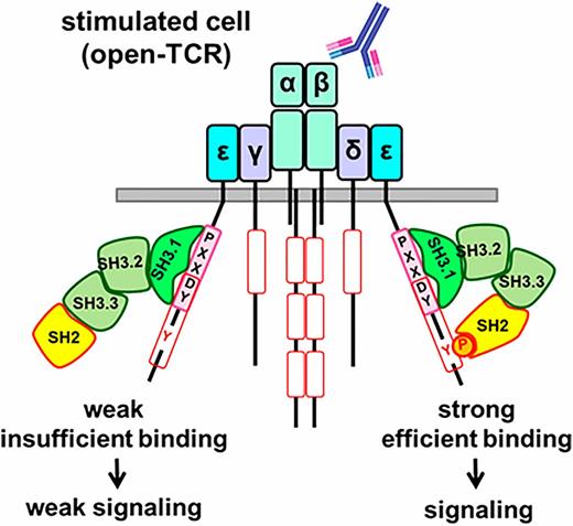 Nck Binds to the T Cell Antigen Receptor Using Its SH3.1 and SH2 ...