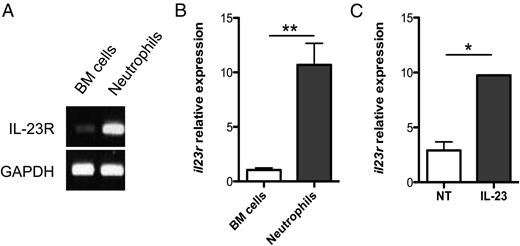 mTOR Mediates IL-23 Induction of Neutrophil IL-17 and IL-22 Production ...