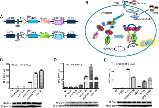 Complex Regulation Pattern of IRF3 Activation Revealed by a Novel ...