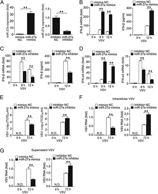 Type I Ifn Inducible Downregulation Of Microrna 27a Feedback Inhibits