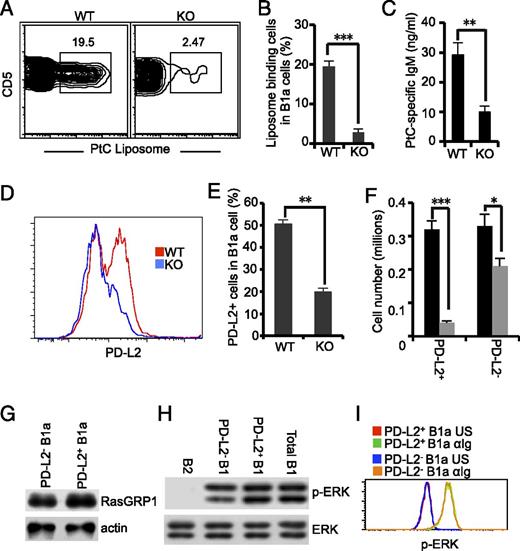 RasGRP1 Is an Essential Signaling Molecule for Development of B1a Cells ...