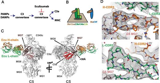 Structural Basis for Eculizumab-Mediated Inhibition of the Complement ...