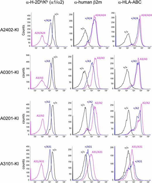Generation of a Novel HLA Class I Transgenic Mouse Model Carrying a ...