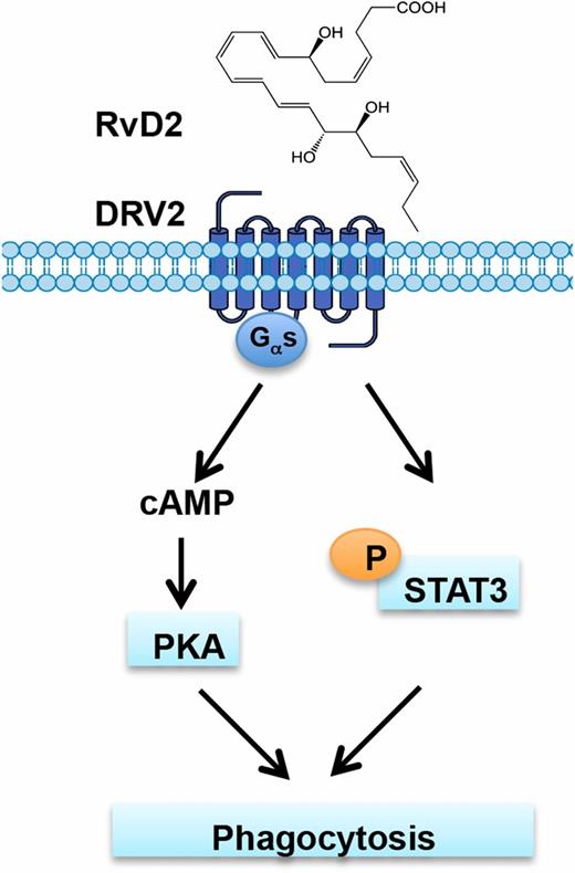 Novel Resolvin D2 Receptor Axis in Infectious Inflammation | The Journal of Immunology ...