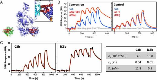 Structural Implications for the Formation and Function of the ...