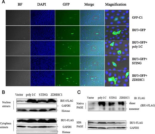 Endoplasmic Reticulum Transmembrane Proteins Zdhhc1 And Sting Both Act