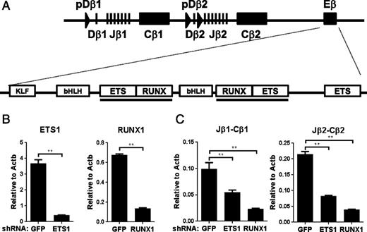 Activation Of Mouse Tcrb Uncoupling Runx1 Function From Its Cooperative Binding With Ets1 The
