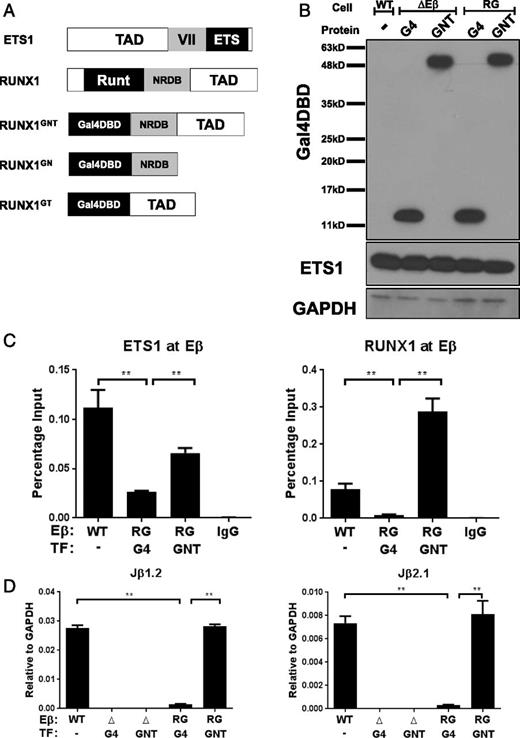 Activation Of Mouse Tcrb Uncoupling Runx1 Function From Its Cooperative Binding With Ets1 The
