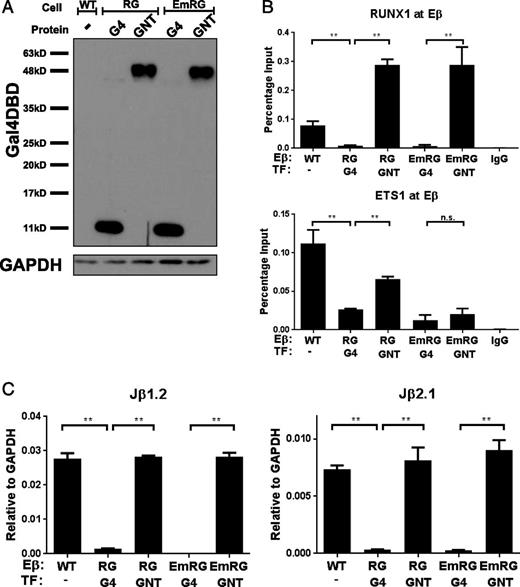 Activation Of Mouse Tcrb Uncoupling Runx1 Function From Its Cooperative Binding With Ets1 The