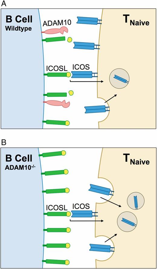Adam10 Mediated Icos Ligand Shedding On B Cells Is Necessary For Proper
