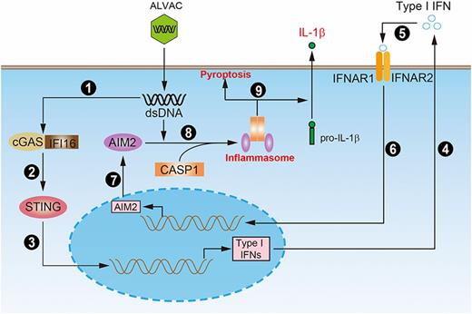 Priming and Activation of Inflammasome by Canarypox Virus Vector ALVAC ...