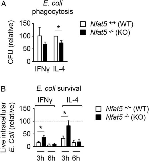 NFAT5-Regulated Macrophage Polarization Supports the Proinflammatory ...