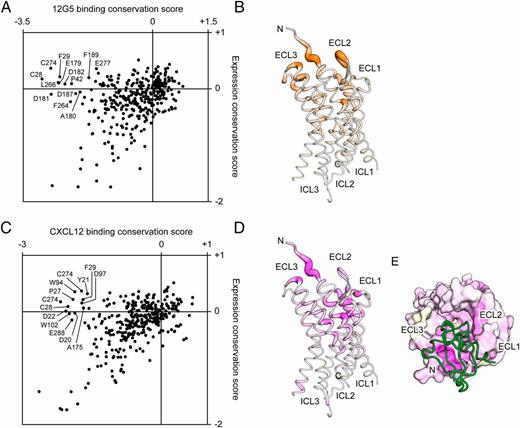 Mapping Interaction Sites On Human Chemokine Receptors By Deep