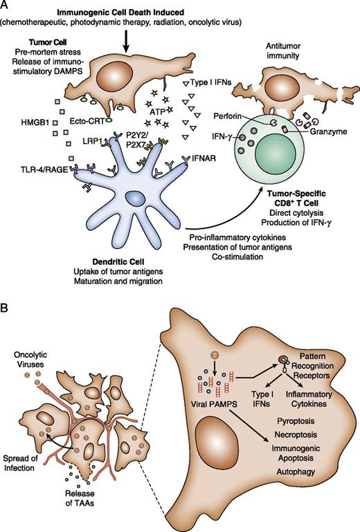 Critical Interactions between Immunogenic Cancer Cell Death, Oncolytic ...