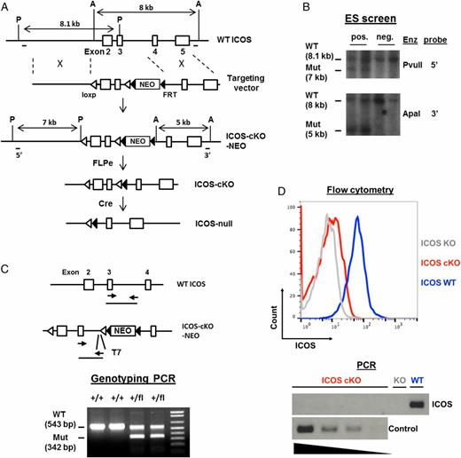 ICOS Signaling Controls Induction and Maintenance of Collagen-Induced ...