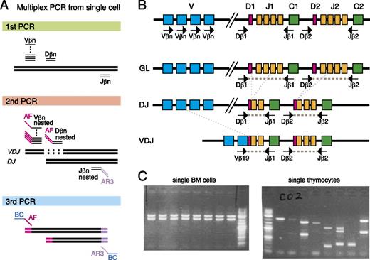 High Throughput Single Cell Sequencing Of Both Tcr β Alleles The Journal Of Immunology 