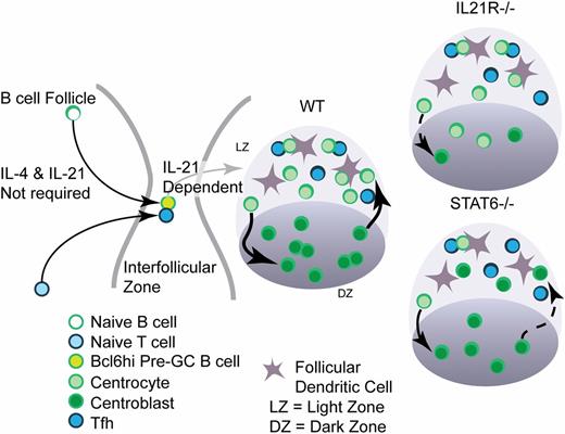 Nonredundant Roles of IL-21 and IL-4 in the Phased Initiation of ...