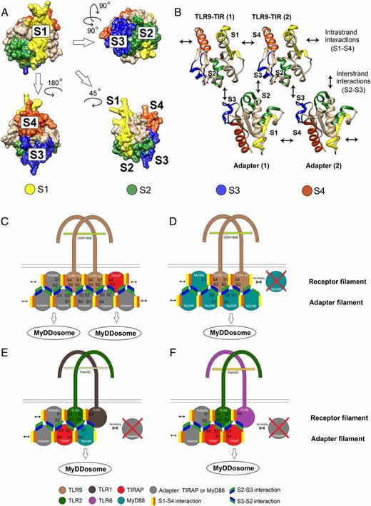 Blocking TIR Domain Interactions in TLR9 Signaling | The Journal of ...