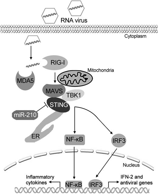 Rhabdovirus Inducible Microrna 210 Modulates Antiviral Innate Immune