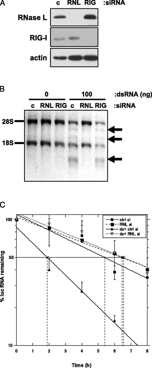The Essential Role of Double-Stranded RNA–Dependent Antiviral Signaling ... The Essential Role of Double-Stranded RNA–Dependent Antiviral Signaling ...