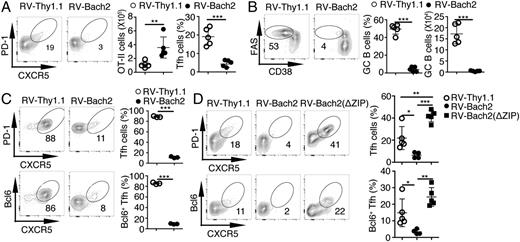 Bach2 Negatively Regulates T Follicular Helper Cell Differentiation and ...