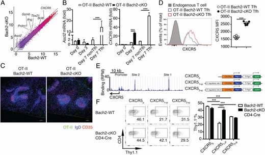 Bach2 Negatively Regulates T Follicular Helper Cell Differentiation and ...