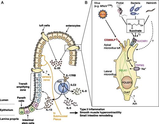 The Immune Function of Tuft Cells at Gut Mucosal Surfaces and Beyond ...