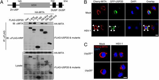 USP20 Promotes Cellular Antiviral Responses via Deconjugating K48 ...