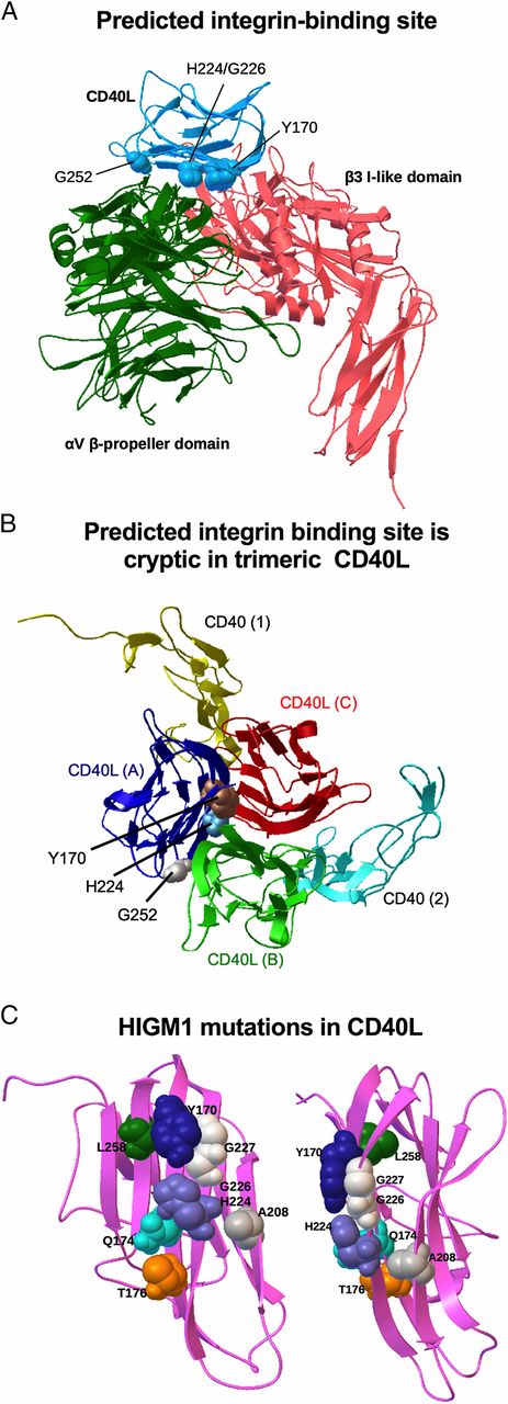 Integrin Binding to the Trimeric Interface of CD40L Plays a Critical ...