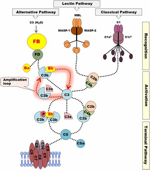 Increased Complement Factor B and Bb Levels Are Associated with ...