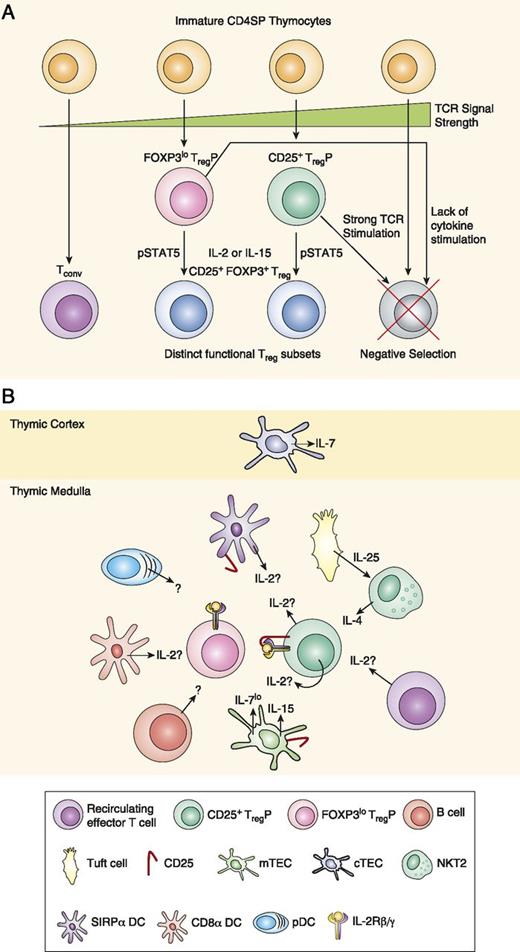Regulatory T Cell Development in the Thymus | The Journal of Immunology ...