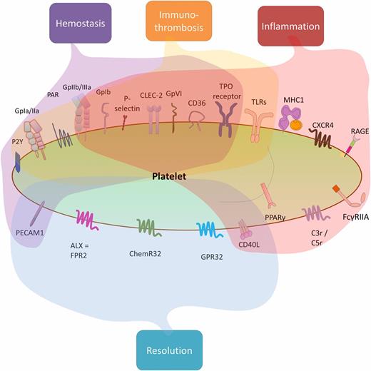 Platelets in Inflammation and Resolution | The Journal of Immunology ...