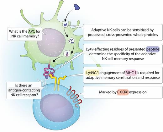 A Central Role for Ly49 Receptors in NK Cell Memory | The Journal of ...
