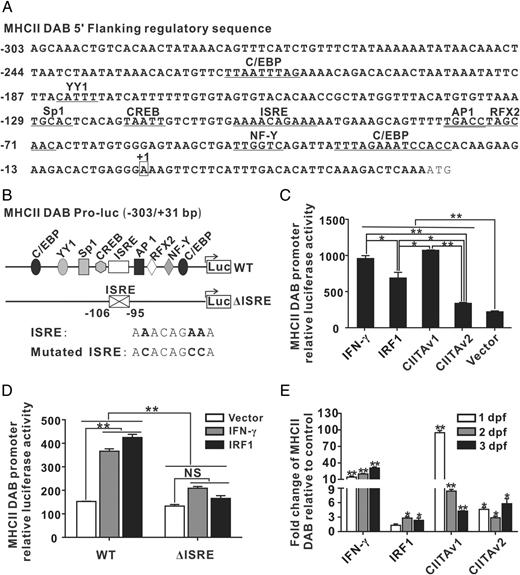 In Primitive Zebrafish, MHC Class II Expression Is Regulated by IFN-γ ...