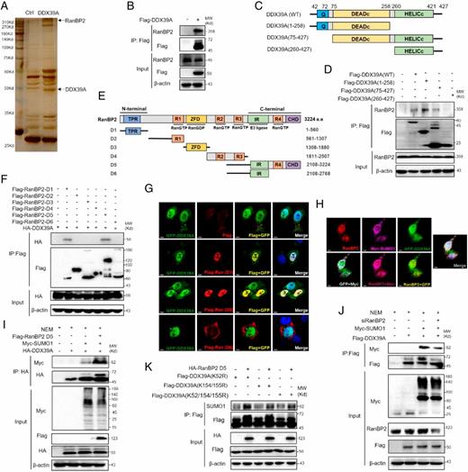 SUMOylation of DDX39A Alters Binding and Export of Antiviral ...
