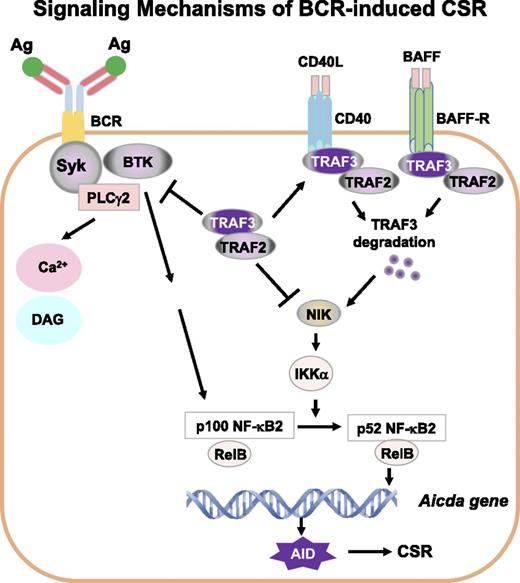 TRAF3 Acts as a Checkpoint of B Cell Receptor Signaling to Control ...